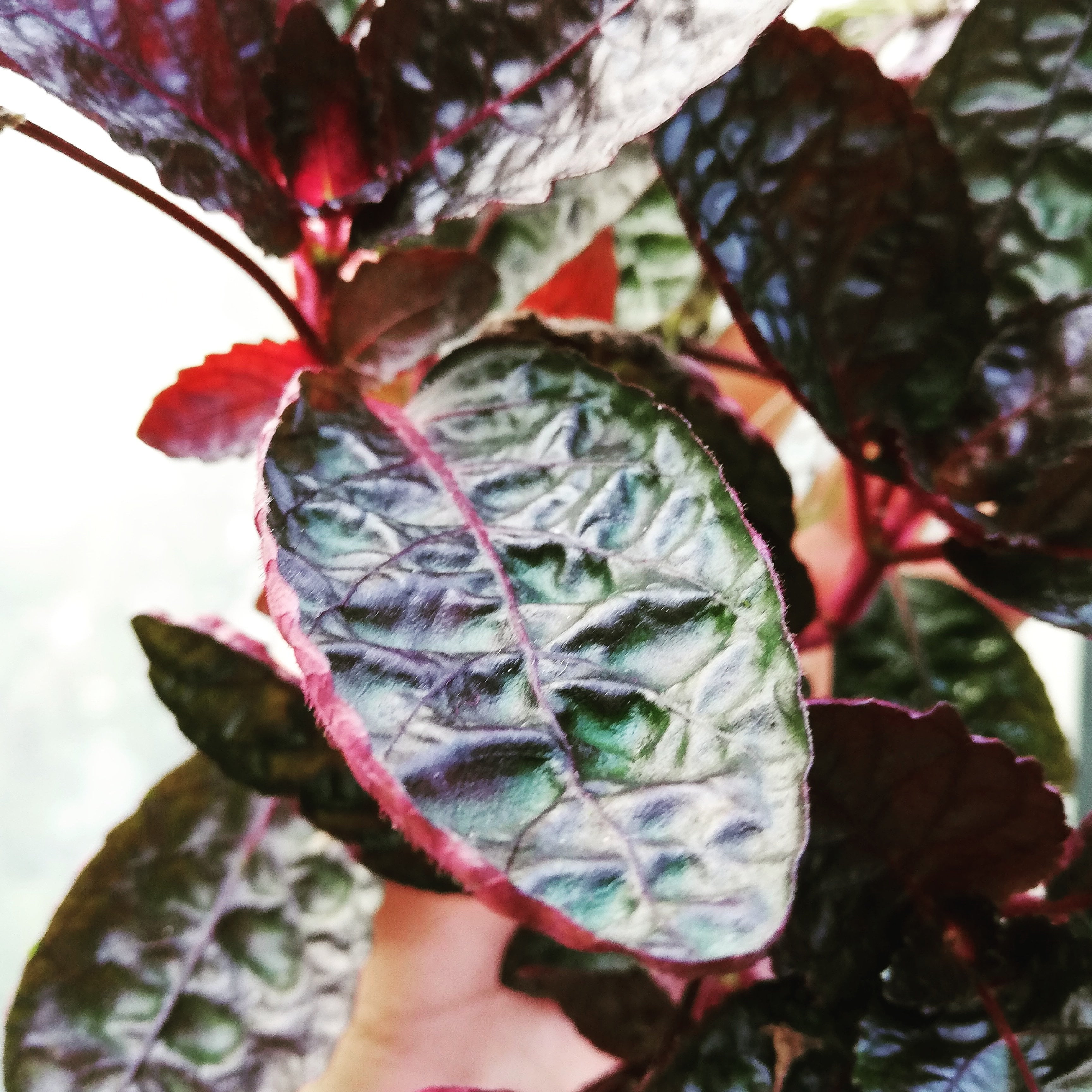 Hemigraphis colorata – Mastplants