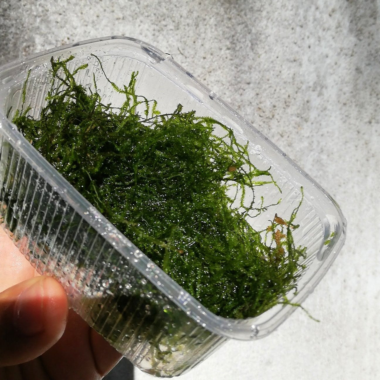 Muschio di java. – Mastplants