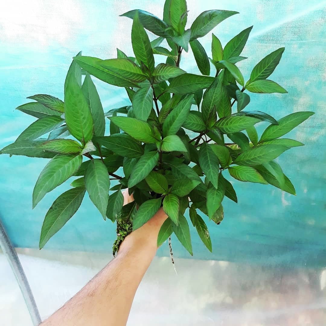 Hygrophila corymbosa – Mastplants