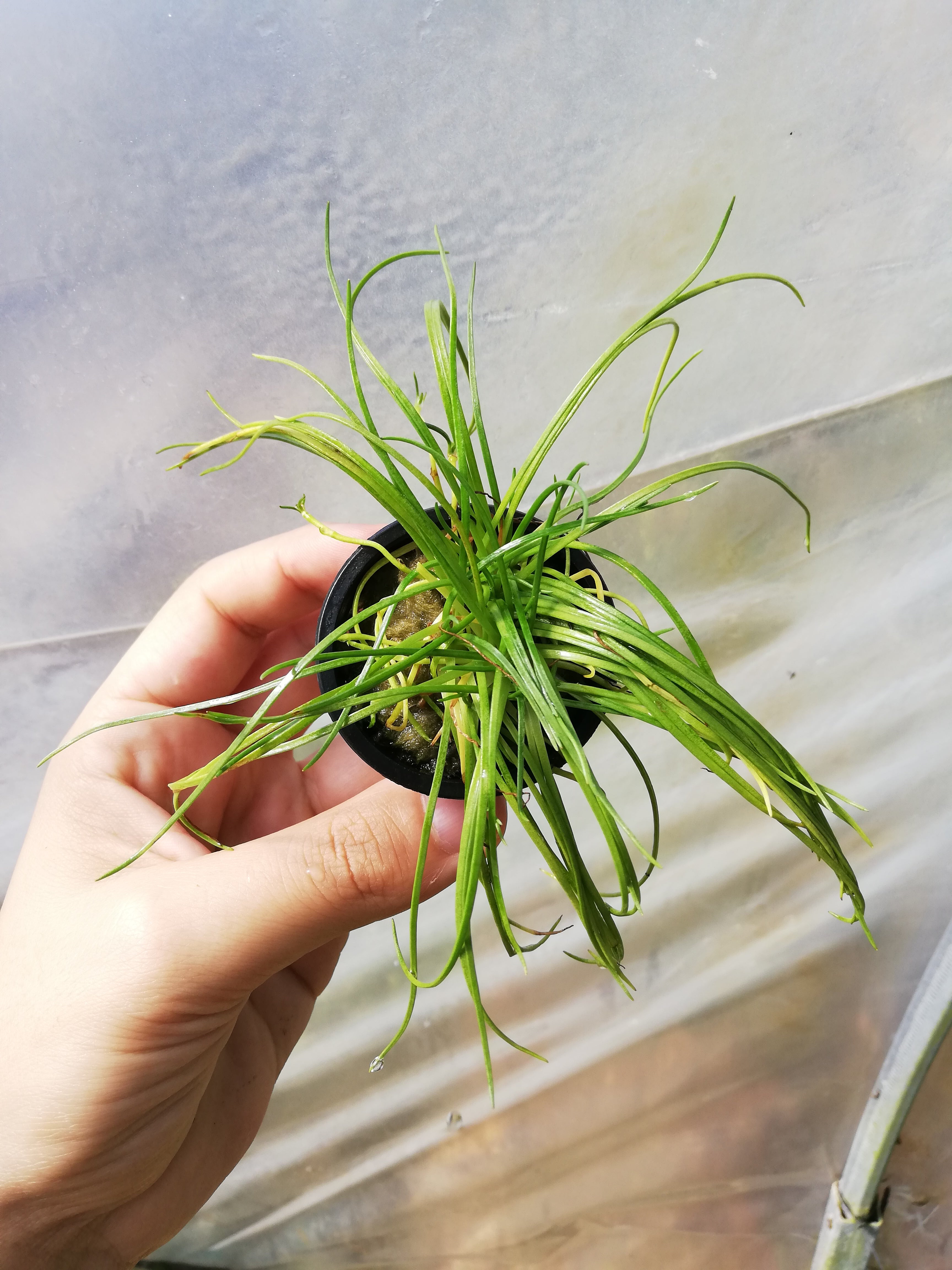 Littorella Uniflora – Mastplants