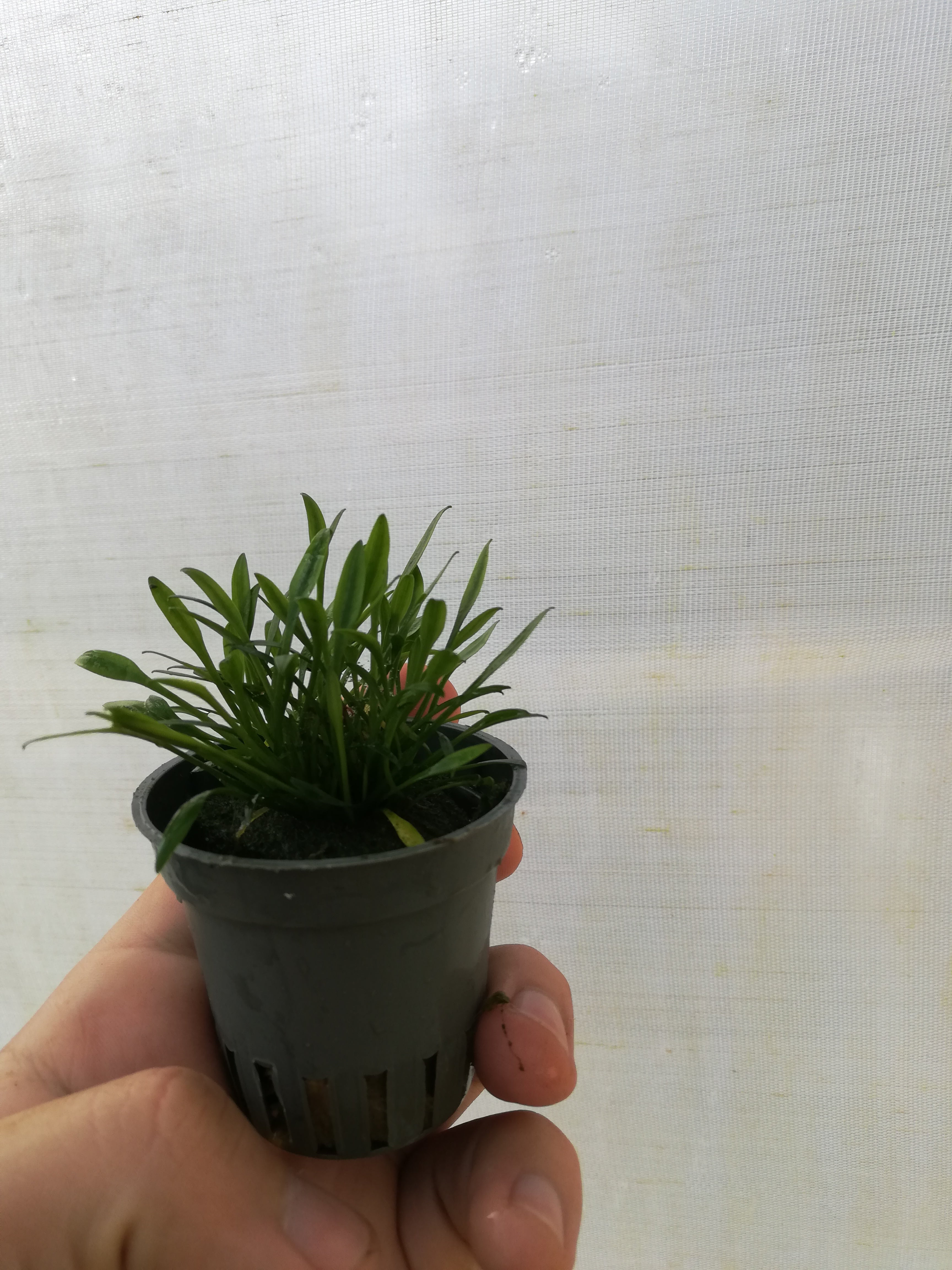 Cryptocoryne parva – Mastplants