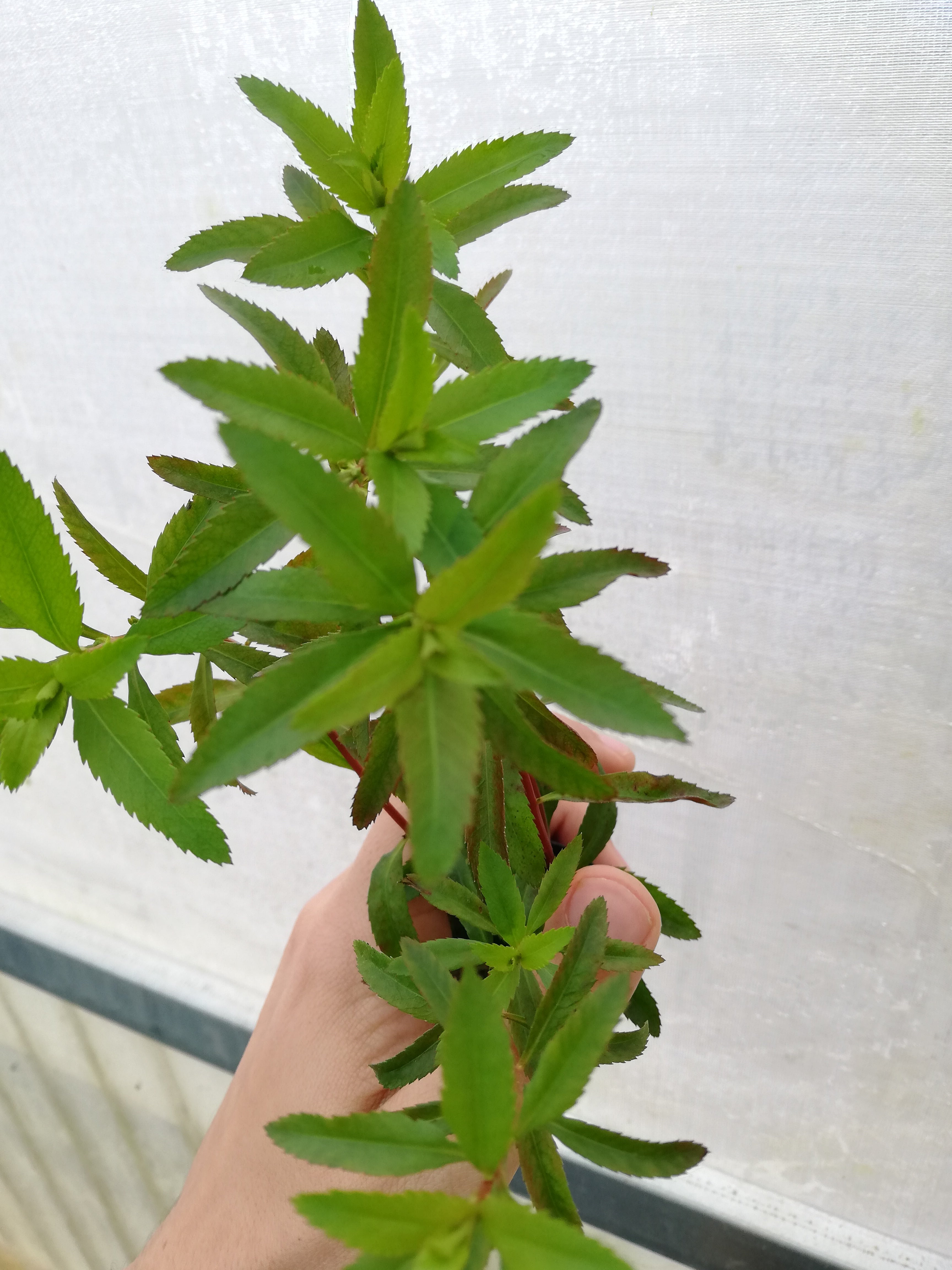 Proserpinaca palustris – Mastplants