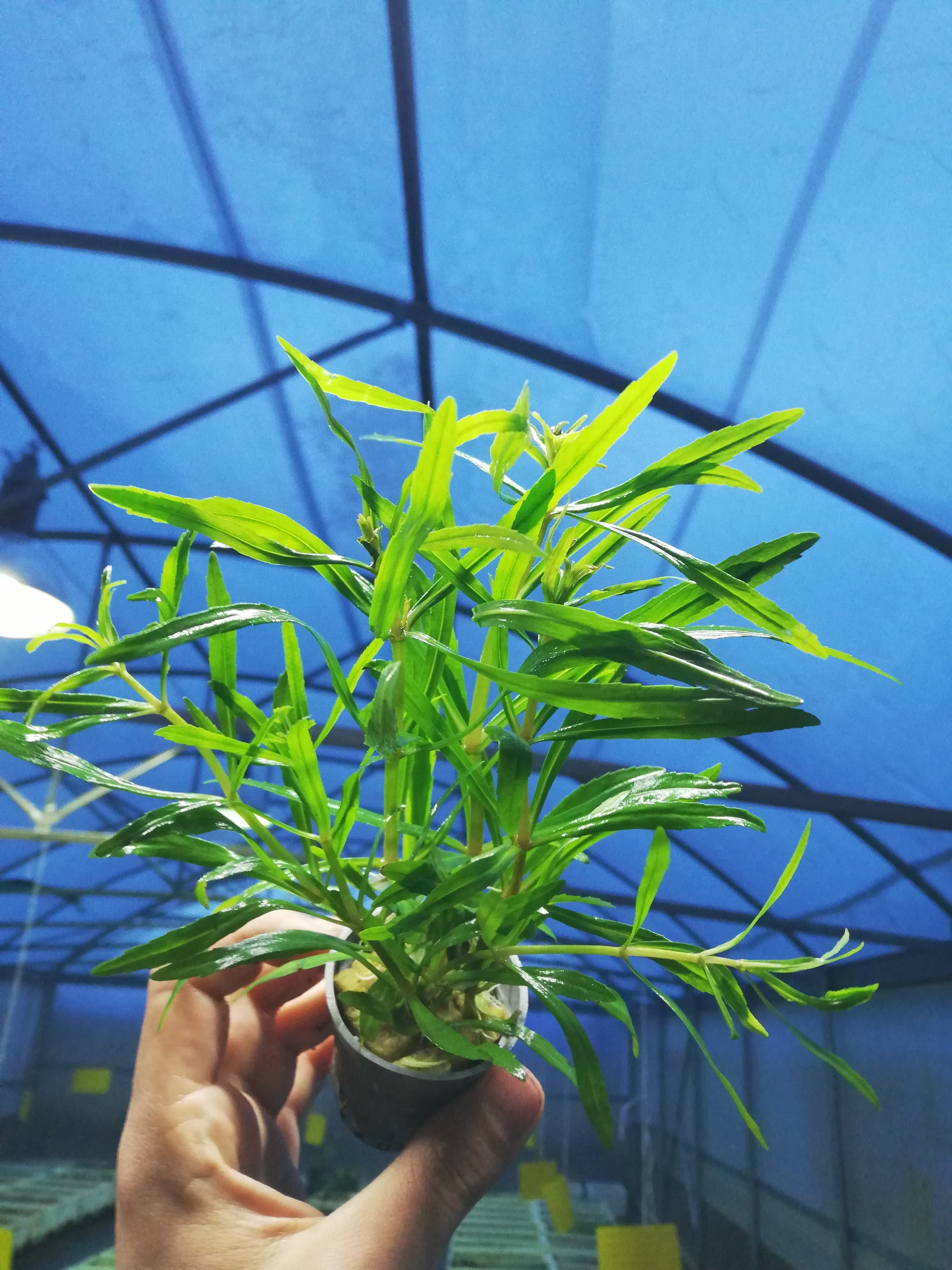Pogostemon octopus – Mastplants